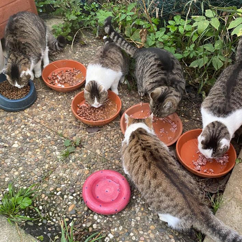 Streunerkatzen westlicher Enzkreis - Über mich